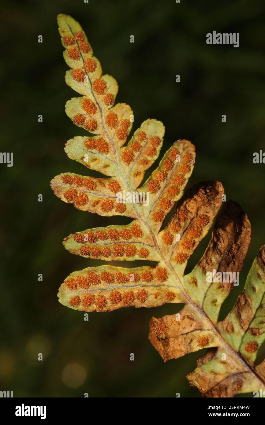 polypody ferns (Polypodium), Plantae, Penrhos Coastal Park, London Road ...