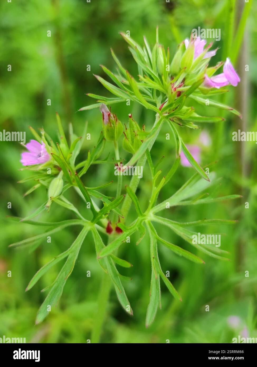 Cut-leaved crane's-bill (Geranium dissectum), Plantae, 56310 Guern ...