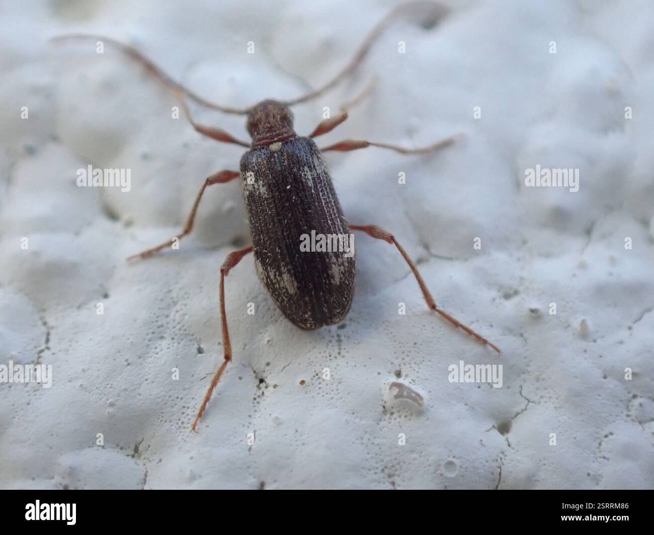 White-marked Spider-beetle (Ptinus fur), Insecta, Val Marie, SK S0N 2T0 ...