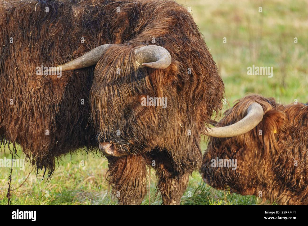 Two Highland cattle standing close to each other in the meadow, Velen ...