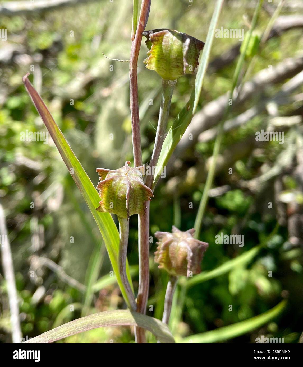checker lily (Fritillaria affinis), Plantae, Fort Ord National Monument ...