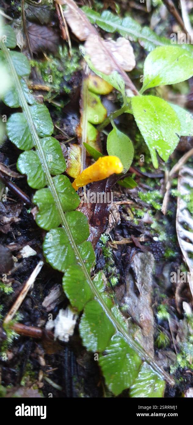 Clubs and Corals (Clavulinopsis), Fungi, Upper Hutt, NZ-WG, NZ ...