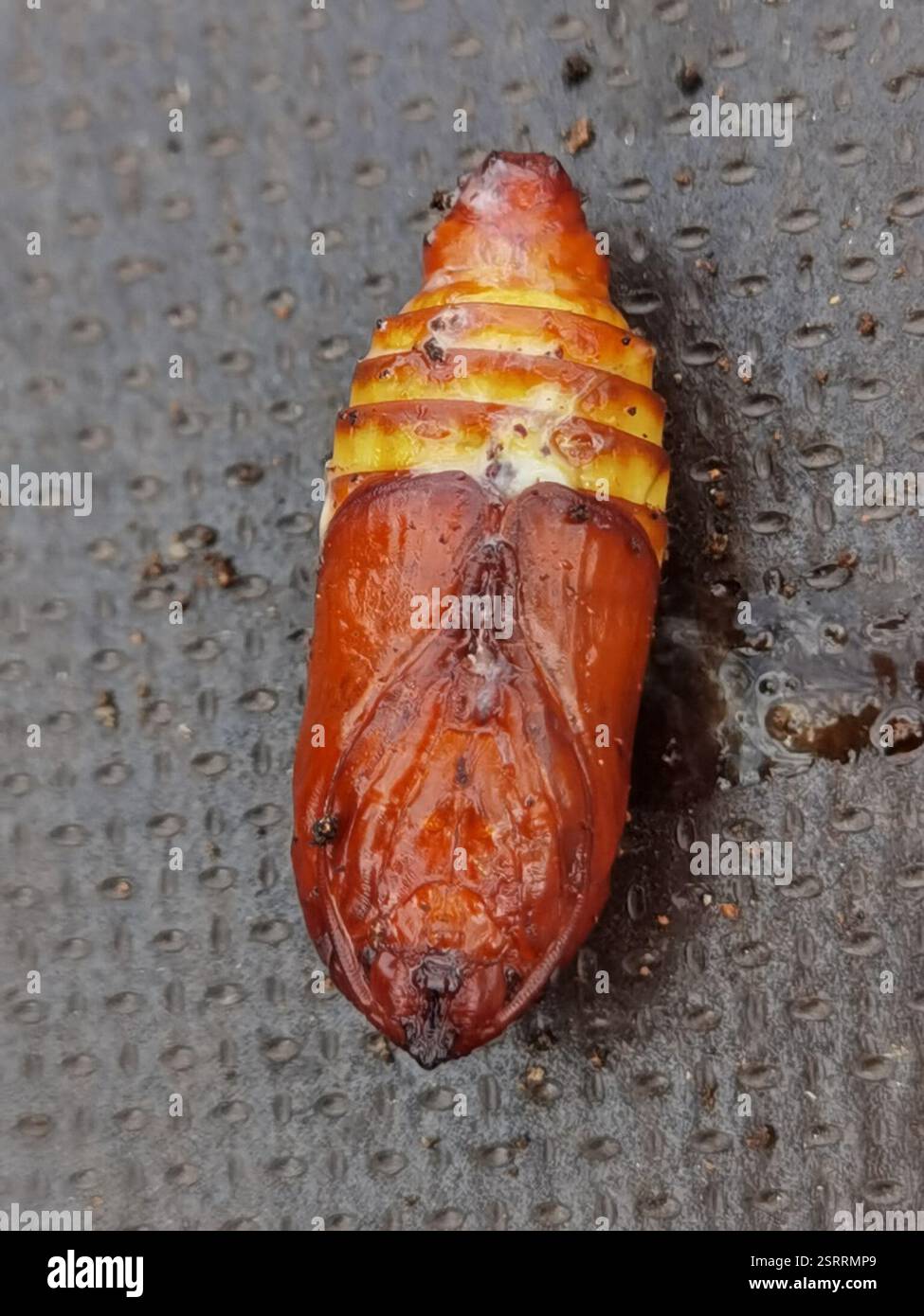 Goat Moth (Cossus cossus), Insecta, Niedersachsen, DE, pupa of an ...
