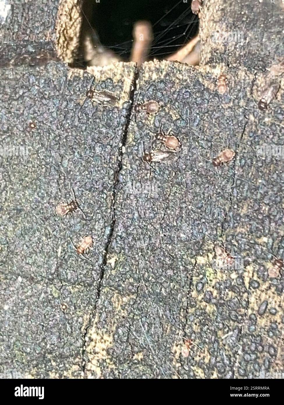 Barklice, Booklice, and Parasitic Lice (Psocodea), Insecta, Florida, US ...