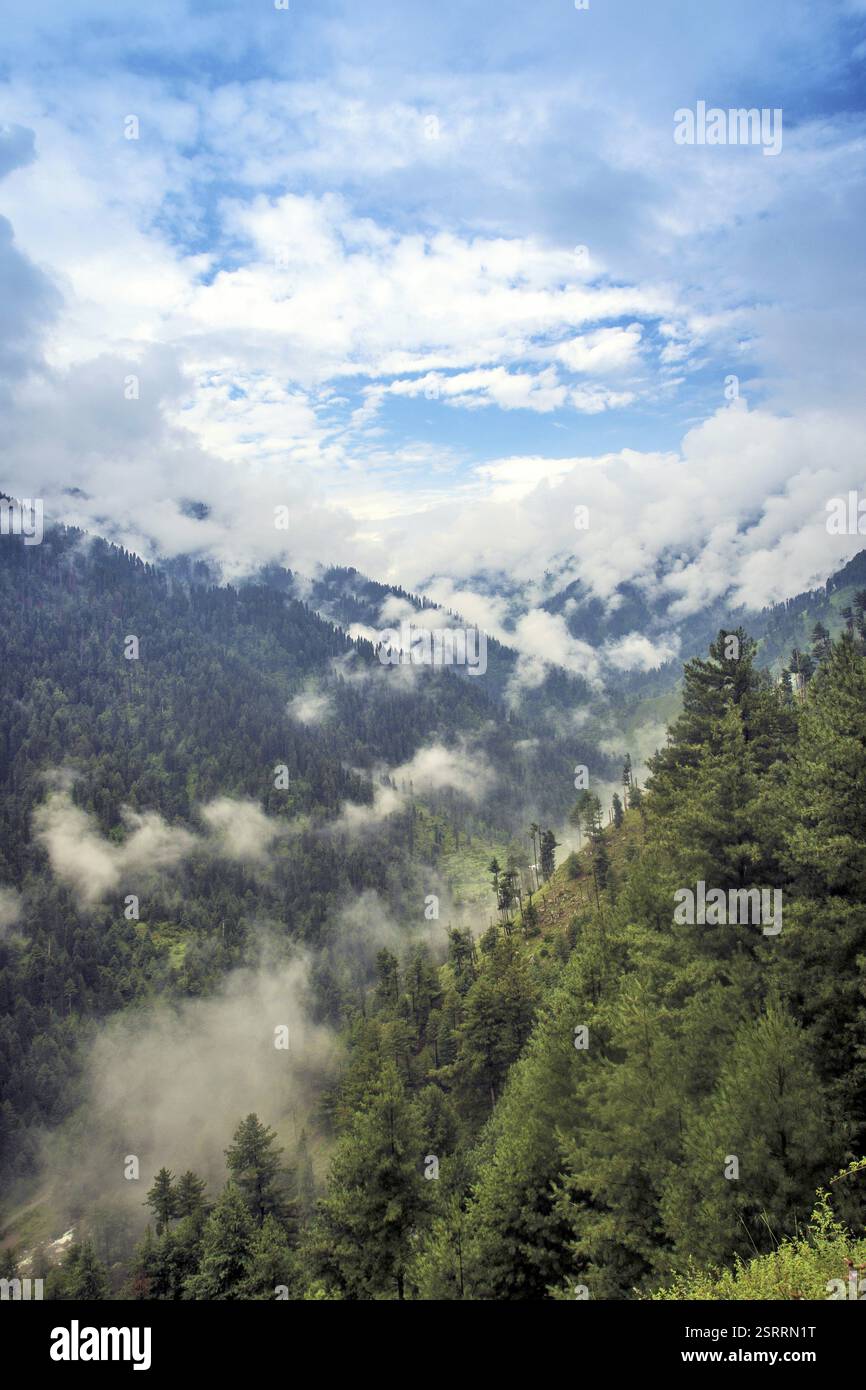 Valley and pine trees, Doodhpathri, Budgam, Kashmir, India, Asia Stock ...