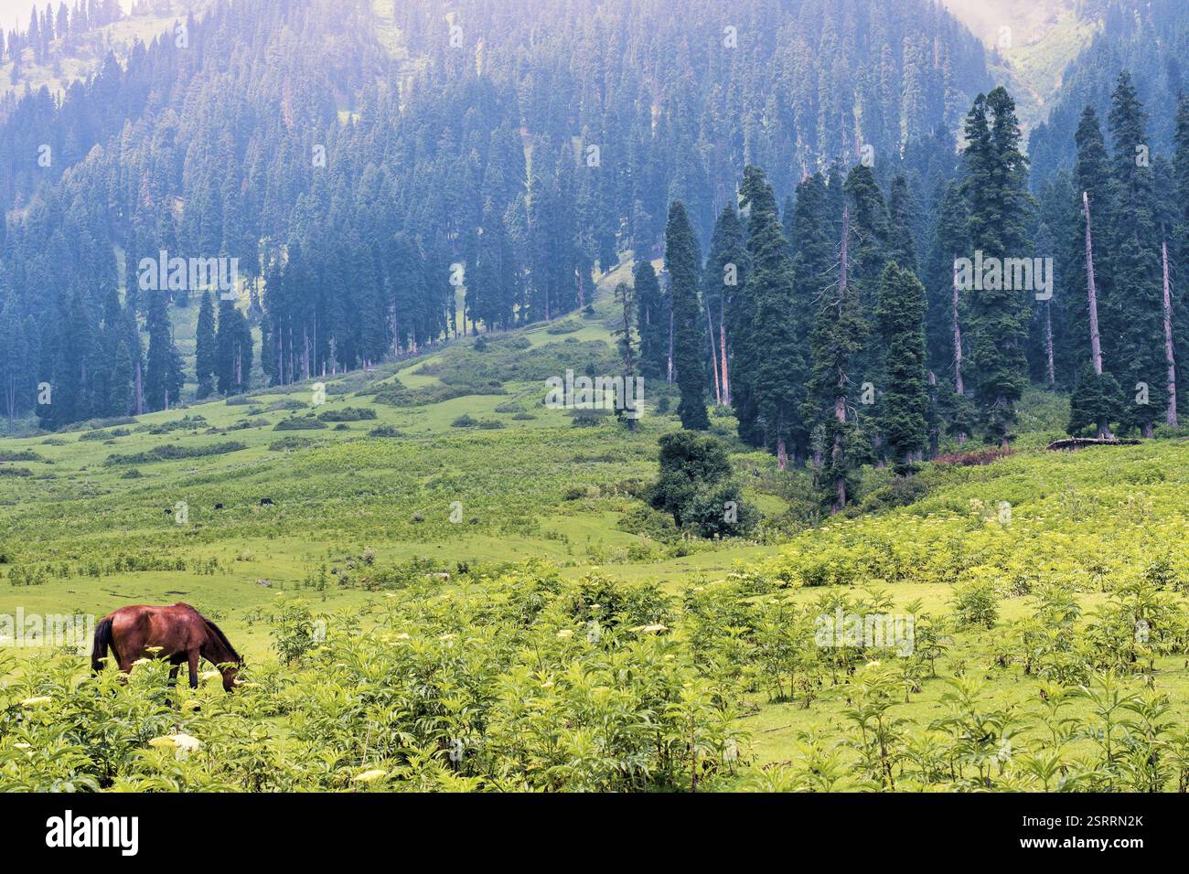 Horse grazing in meadows, Doodhpathri, Budgam, Kashmir, India, Asia ...