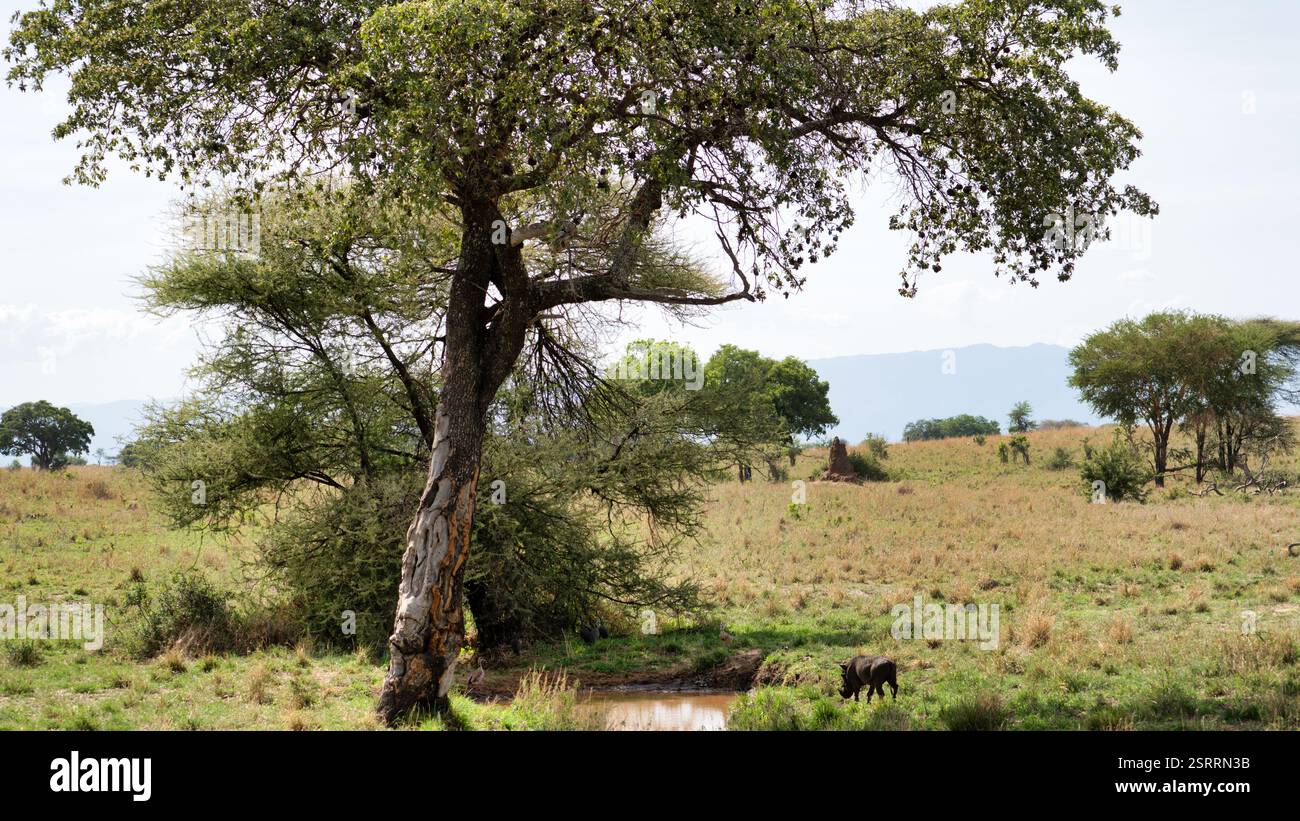 A Serene and Beautiful Landscape Featuring a Tree and a Waterhole ...