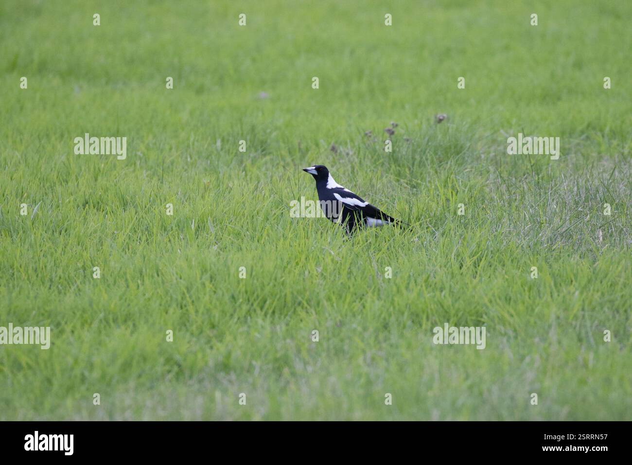 Australian Magpie (Gymnorhina tibicen), Aves, Hume - Broadmeadows ...