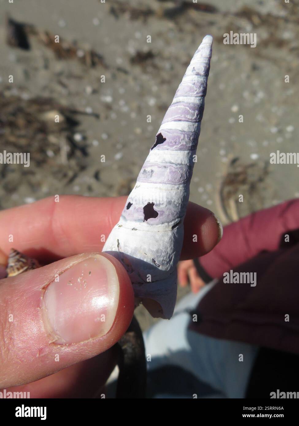 Turret Shell (Maoricolpus roseus), Mollusca, Collingwood Stock Photo ...