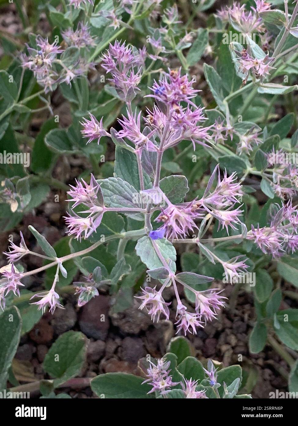 (Mentheae), Plantae, Kutoren Mh., Eregli, Konya, TR Stock Photo - Alamy