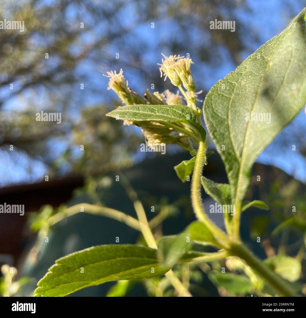Whiteweed (Austroeupatorium inulifolium), Plantae, Escobar, Province de ...