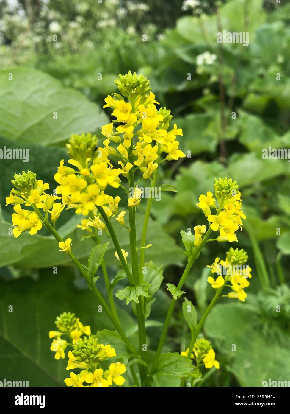bitter wintercress (Barbarea vulgaris), Plantae, North Wessex Downs ...