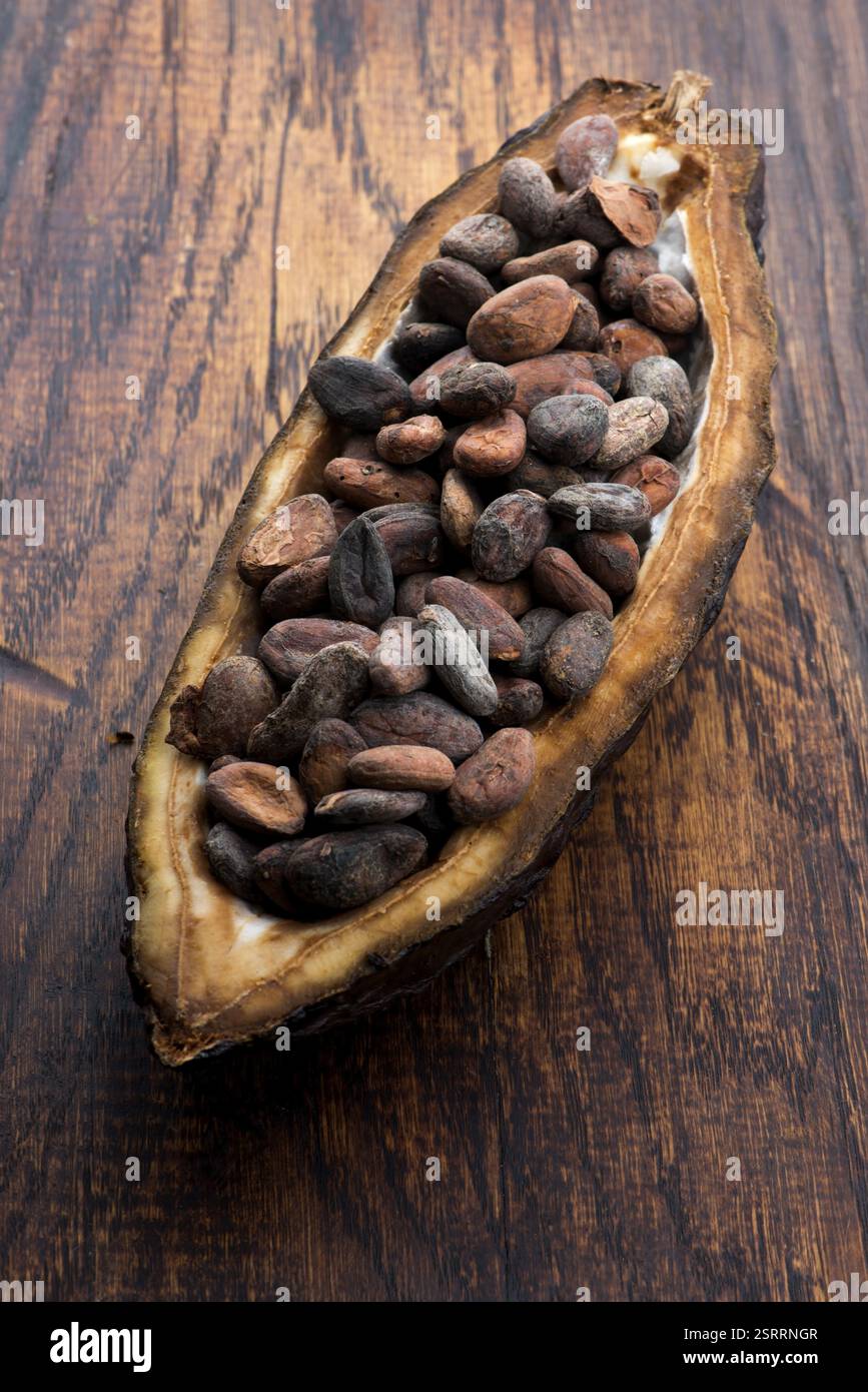 Cocoa (cacao) beans on a beanpod with focus on foreground Stock Photo ...