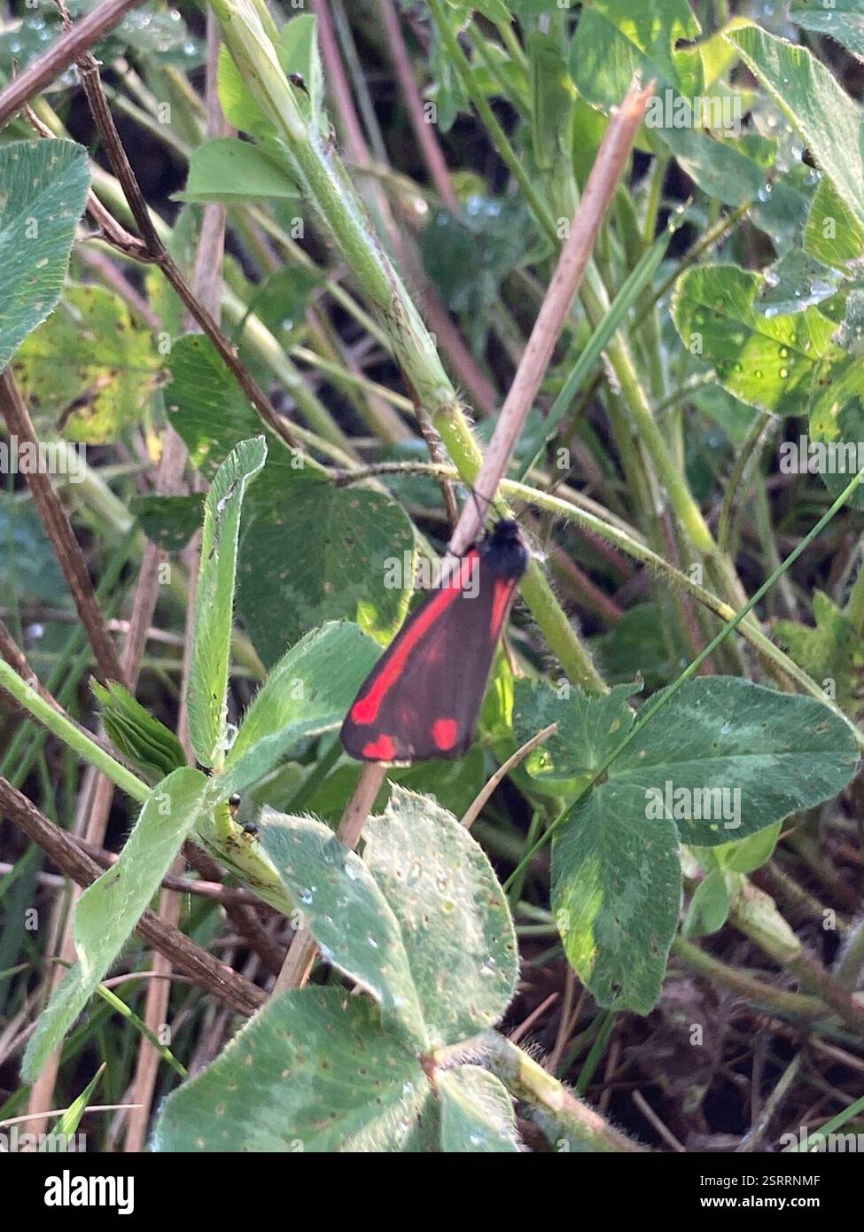 Cinnabar moth (Tyria jacobaeae), Insecta, Garscube Road, Glasgow ...