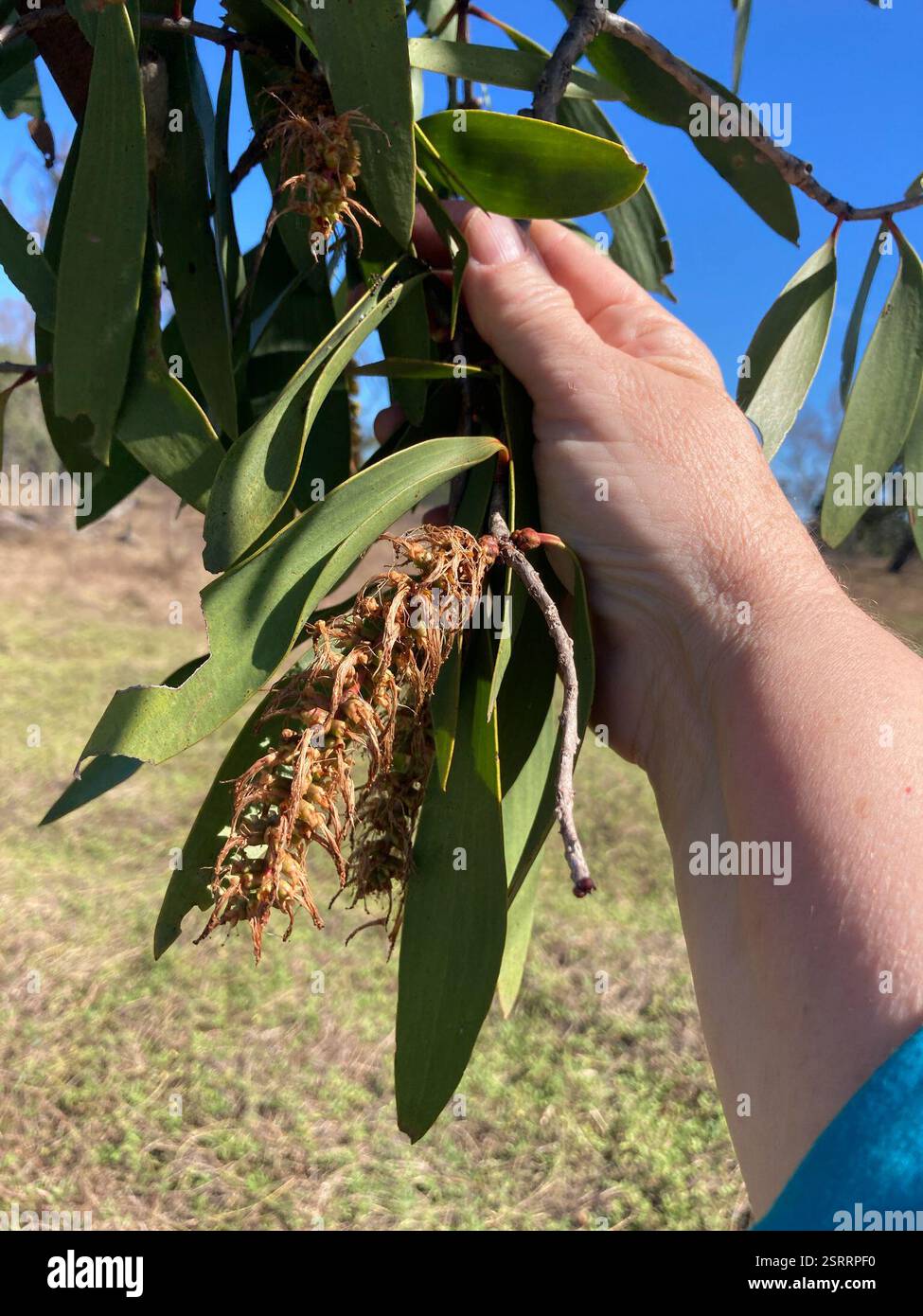 Broad Leaved Tea Tree (Melaleuca viridiflora), Plantae, Port Curtis ...