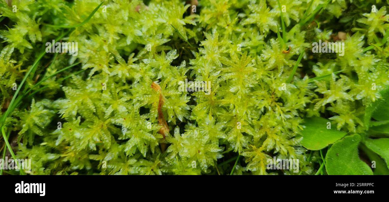 Palm-tree Moss (Plagiomnium undulatum), Plantae, Brighton BN1 9BT, UK ...
