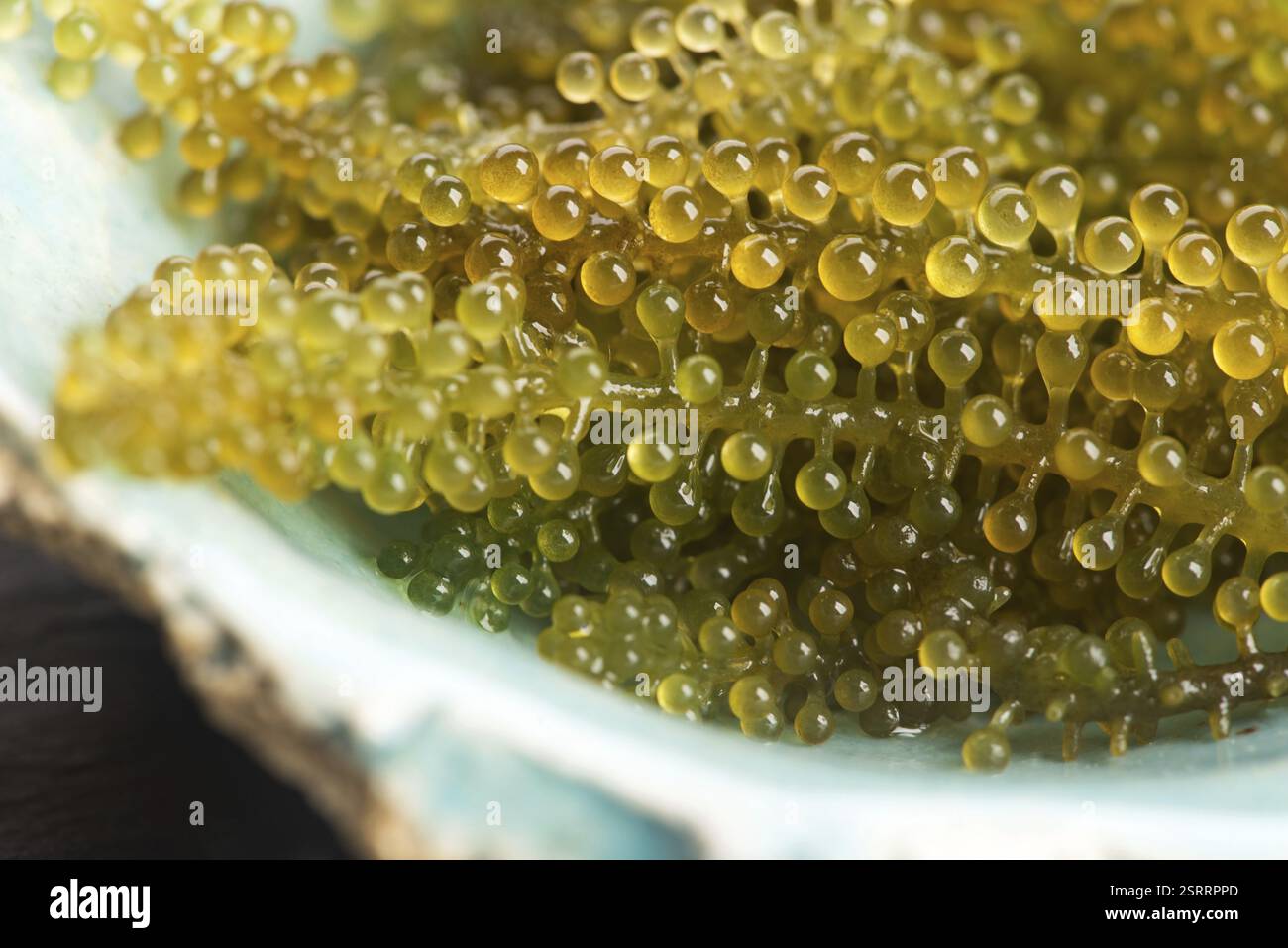 Caulerpa lentillifera seaweed is a species of bryopsidale green algae ...