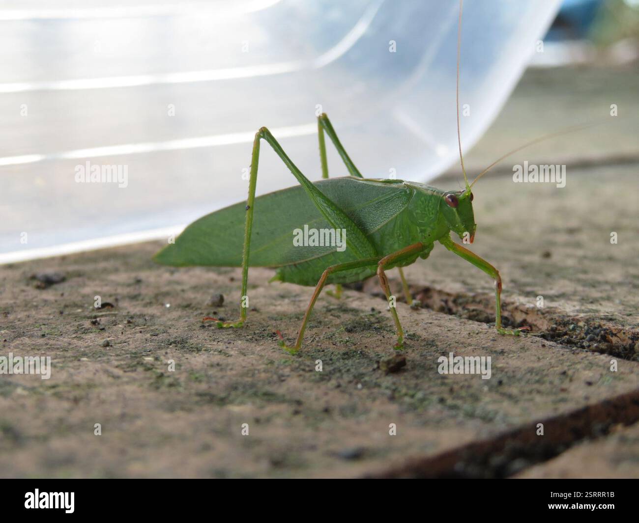 Australian Common Garden Katydid (Caedicia simplex), Insecta, Mount ...