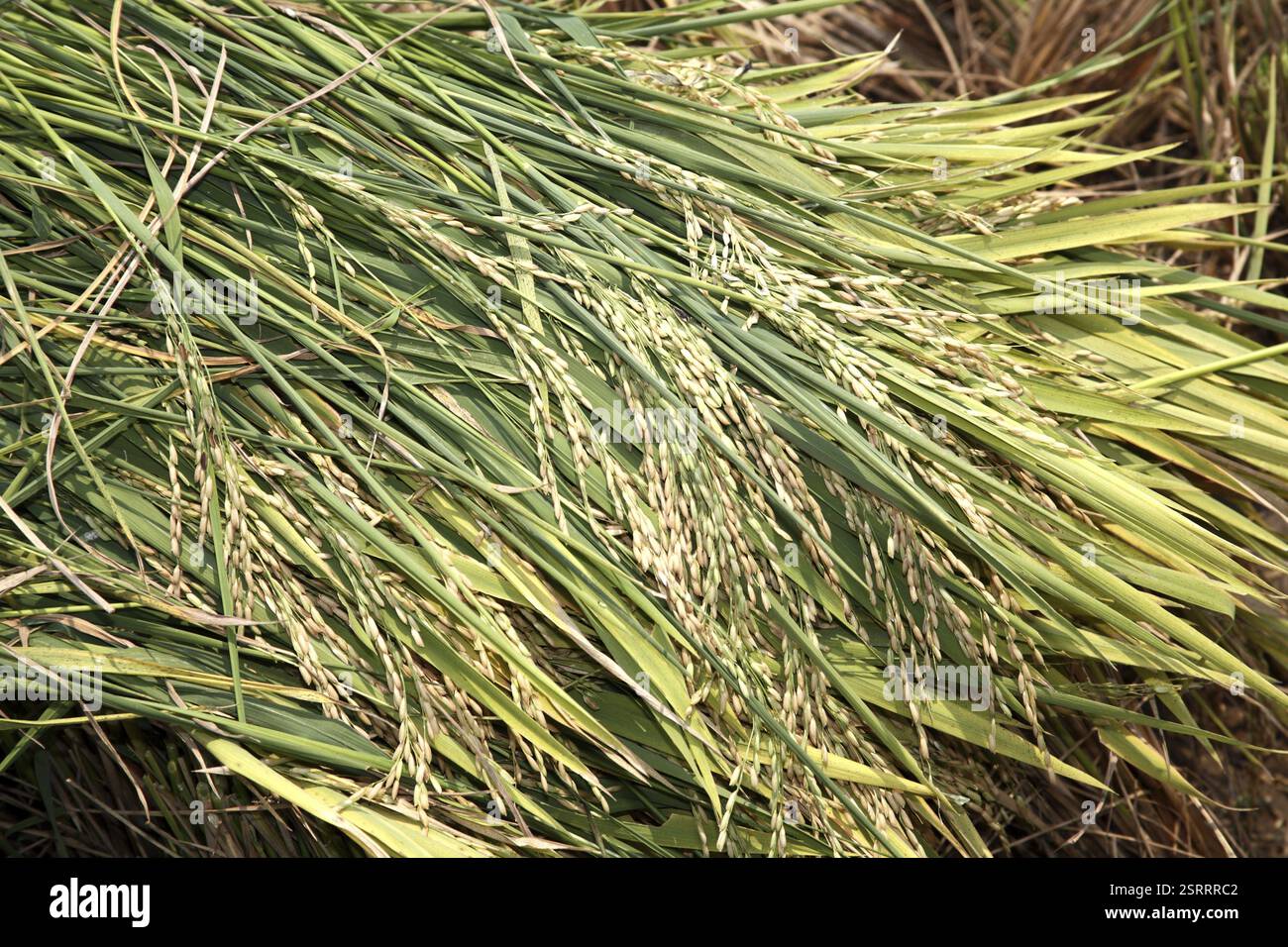 Grain, rice crop harvested in paddy field, Tamil Nadu, India, Asia ...