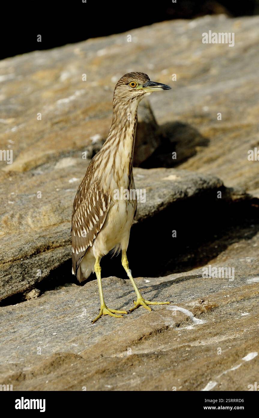 Birds, pond heron or paddy bird ardeola grayu in Ranganthitto Bird ...
