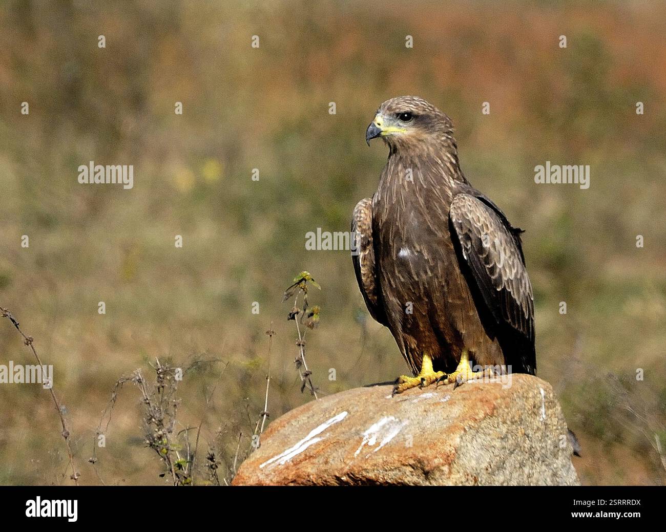 Birds, pariah kite milvus migrans govinda at Hesaraghatta Lake ...
