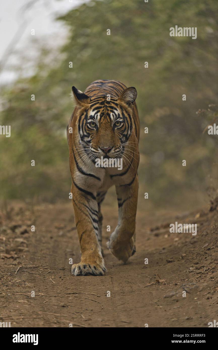 Approaching tiger on forest track, Ranthambore national park, Rajasthan, India, Asia Stock Photo ...