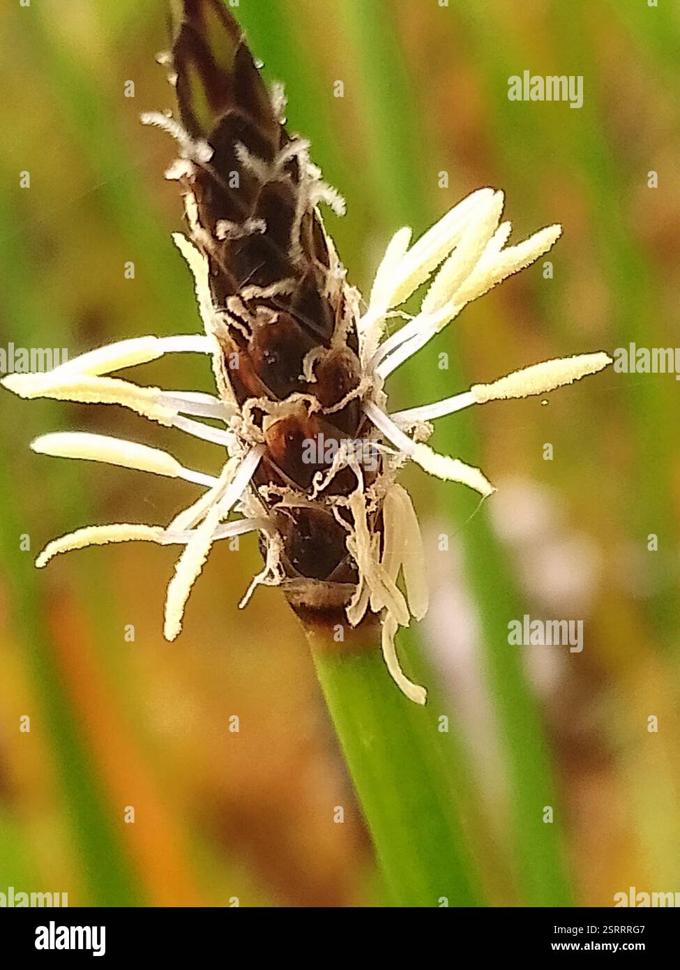 common spikerush (Eleocharis palustris), Plantae, Edinburgh EH12 9HP ...