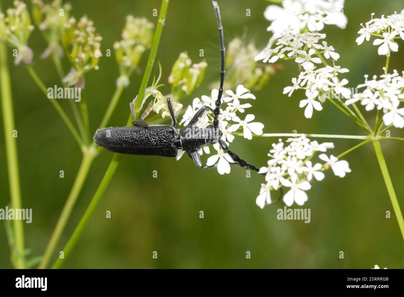 Capricorn beetle (Cerambyx scopolii), Insecta, 56332 Brodenbach ...