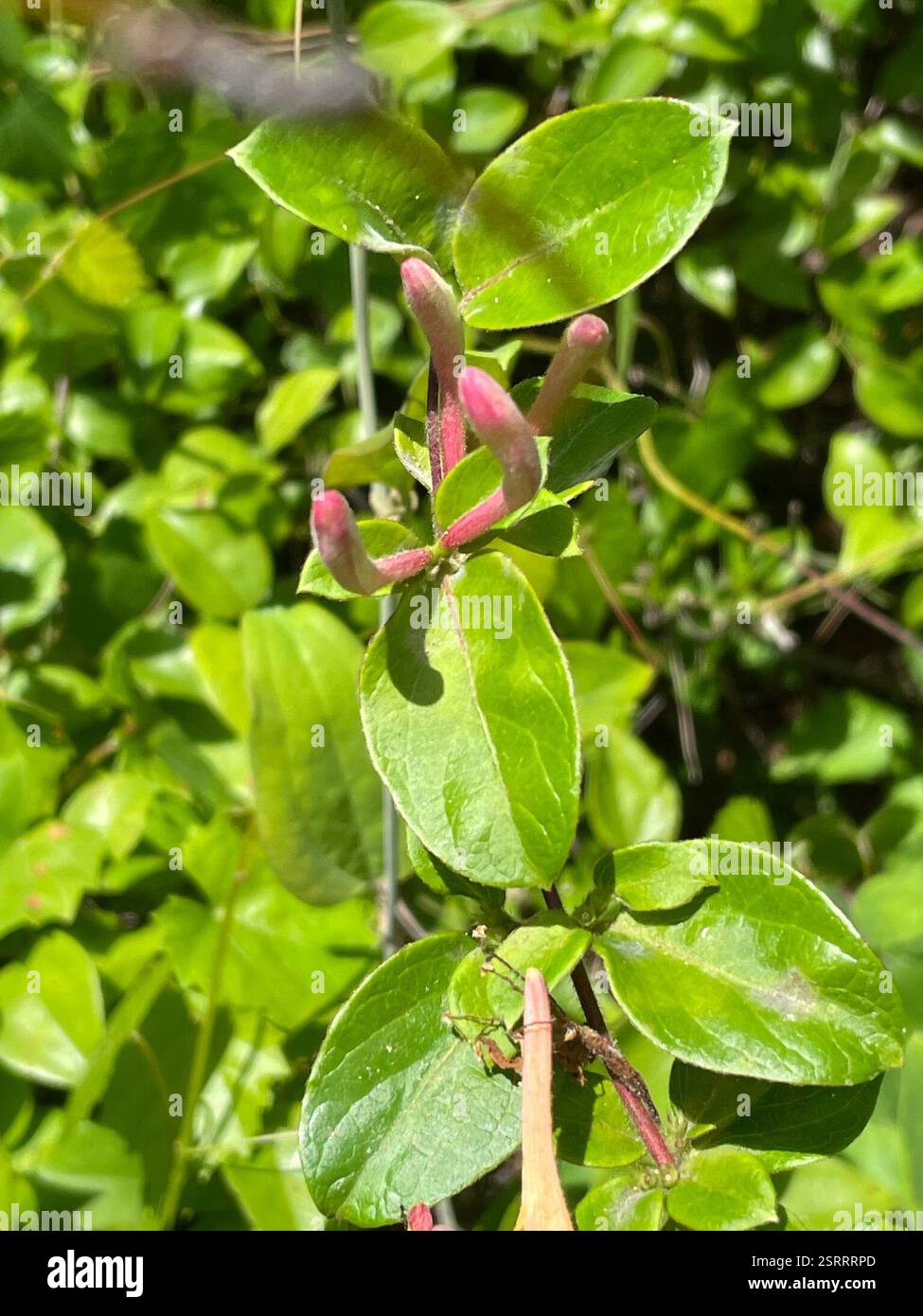 honeysuckles (Lonicera), Plantae, School St, Polkton, NC, US, Roadside ...
