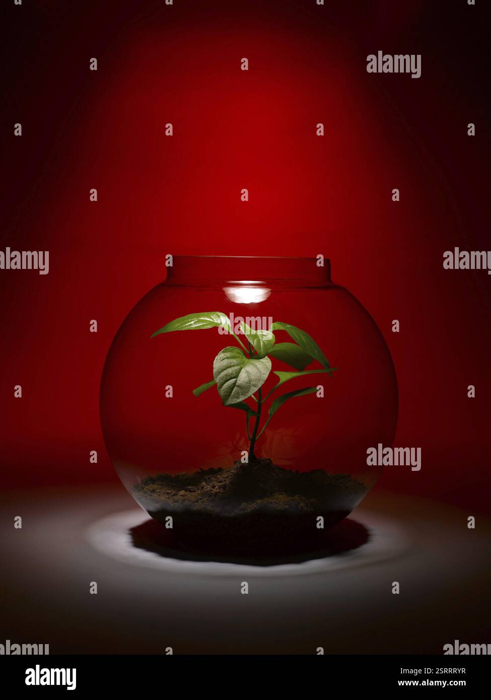 Plant growing inside a glass bowl India Stock Photo - Alamy