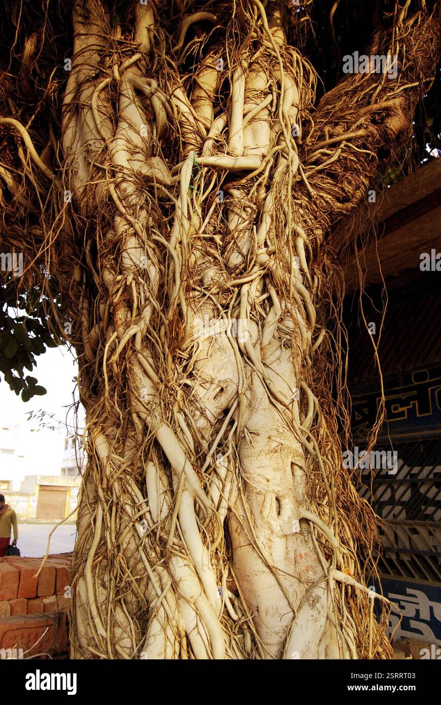 Tree trunk, Varanasi, Uttar Pradesh, India, Asia Stock Photo - Alamy