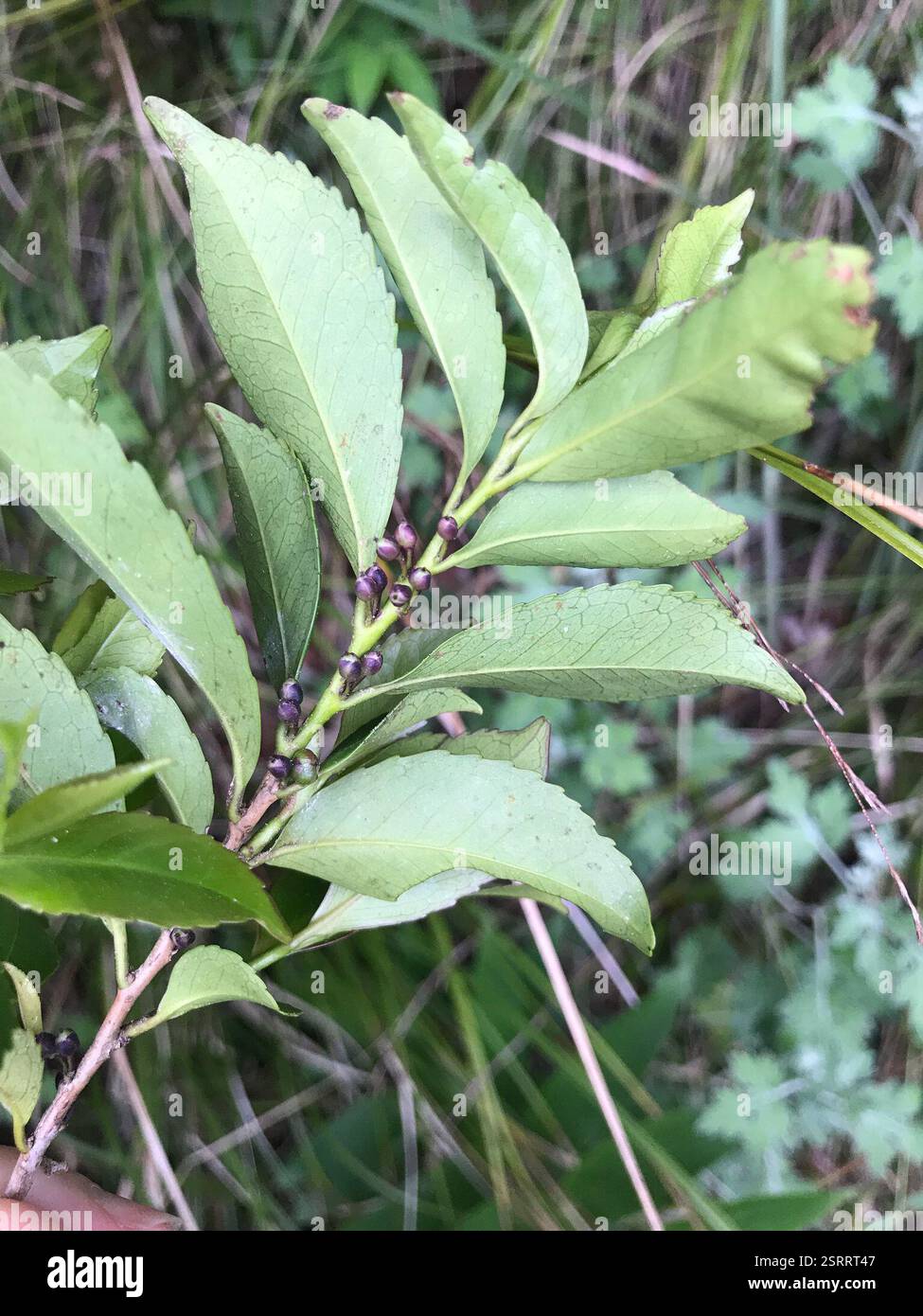 Japanese Eurya (Eurya japonica), Plantae, Kamikoshikicho Nakakoshiki ...