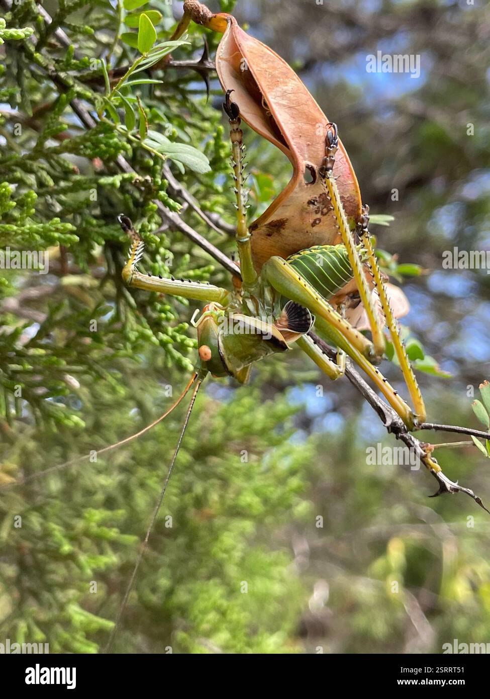 Greater Arid-land Katydid (Neobarrettia spinosa), Insecta, Eisenhower ...