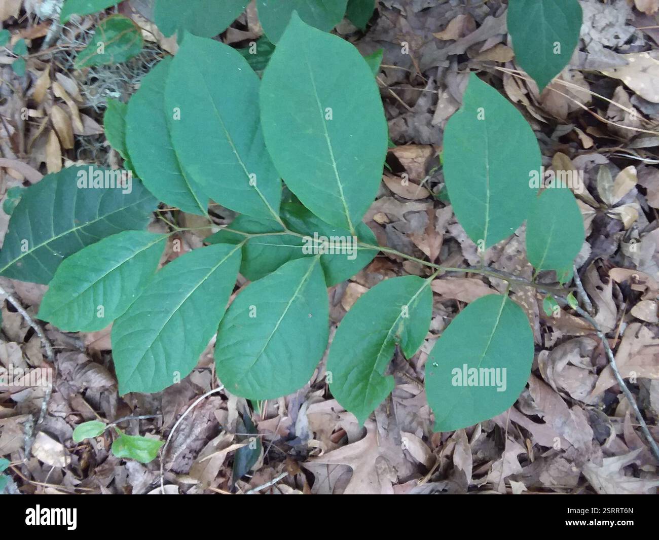 American persimmon (Diospyros virginiana), Plantae, Windsor Forest ...