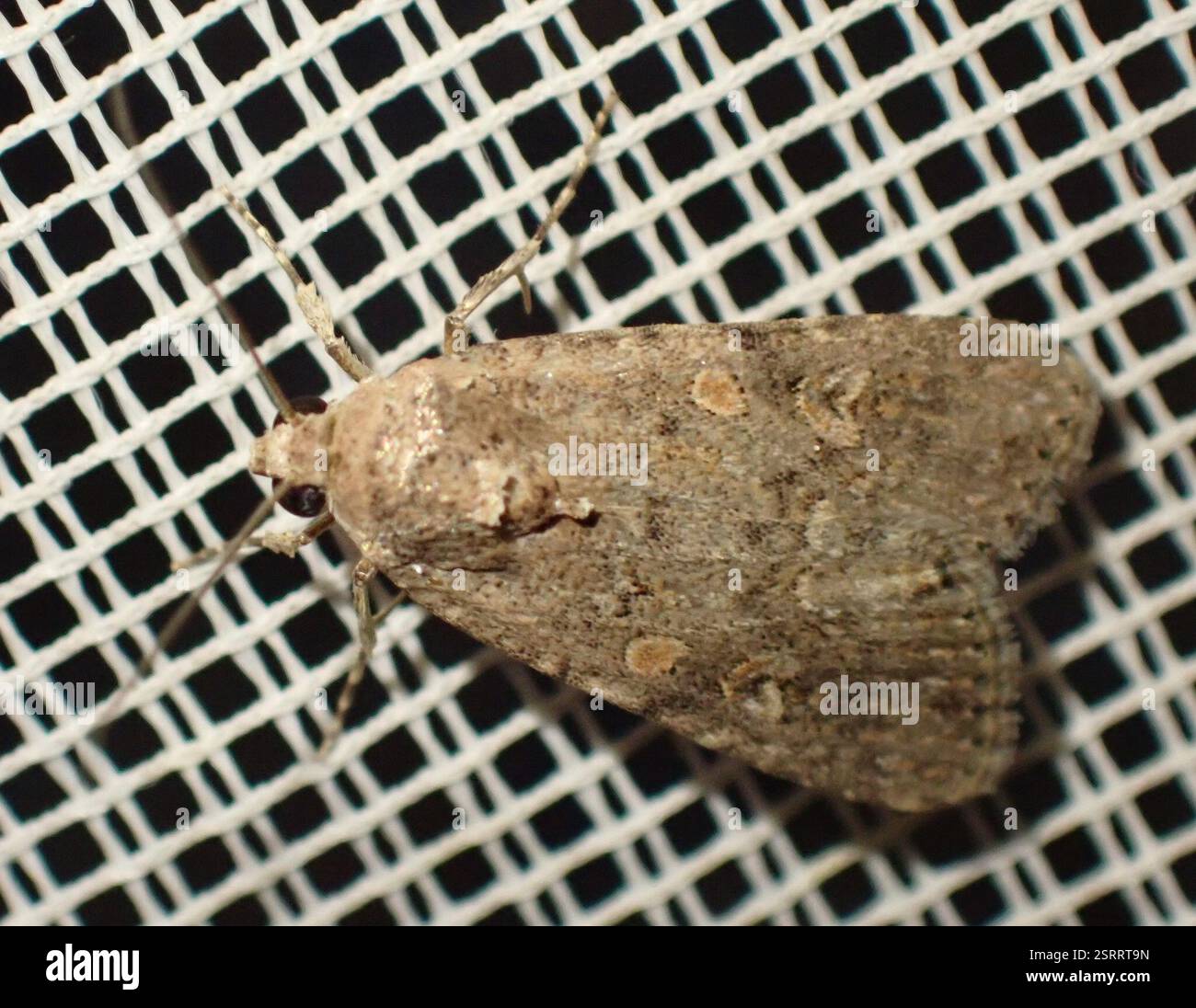 Beet Armyworm Moth (Spodoptera exigua), Insecta, RP1506, Telouet, Drâa-Tafilalet, MA Stock Photo ...