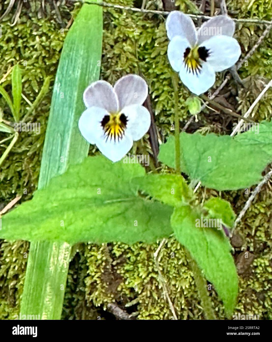 western heart's ease (Viola ocellata), Plantae, Monte Bello Open Space ...