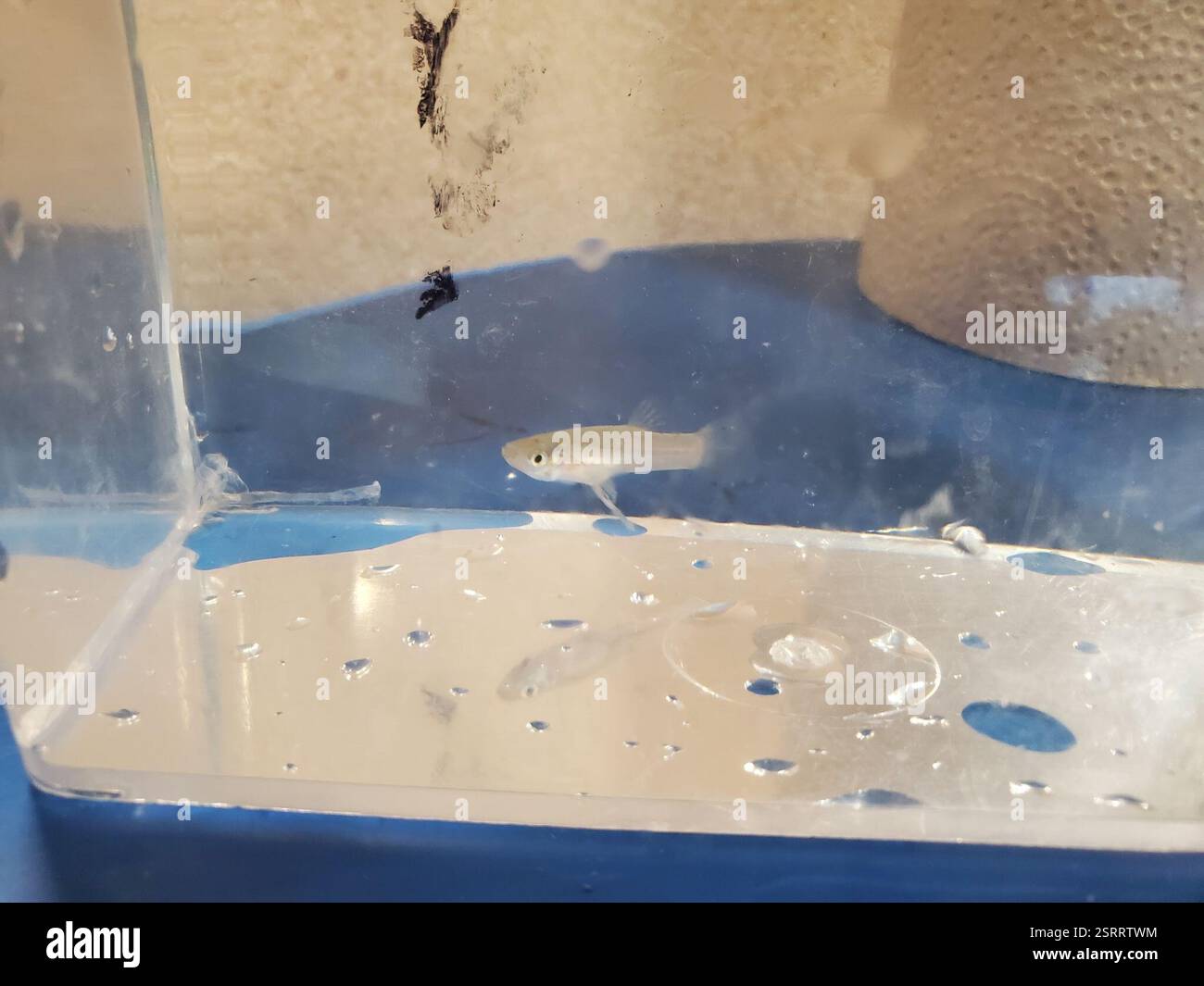 Western Mosquitofish (Gambusia affinis), Actinopterygii, Jefferson City ...