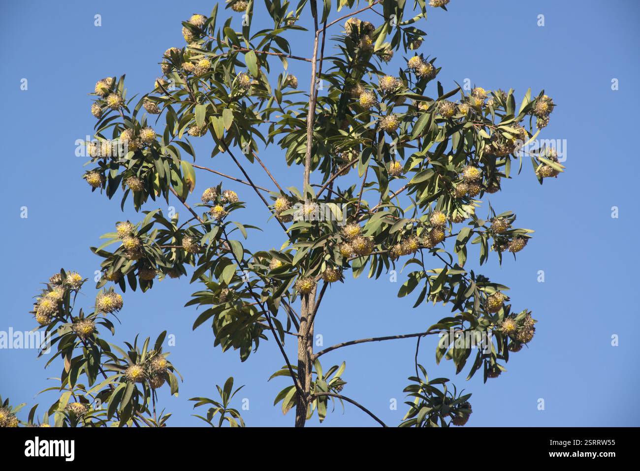 Wild Trees, Pune, Maharashtra, India, Asia Stock Photo - Alamy