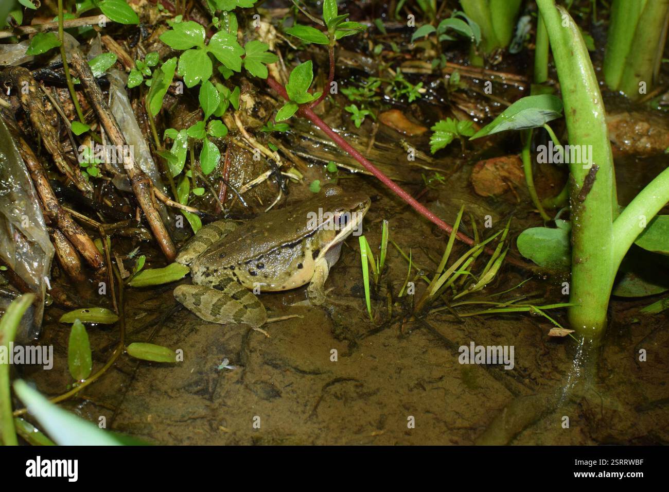 Olive Frog (Nidirana adenopleura), Amphibia, 中国江西省上饶市婺源县 Stock Photo ...
