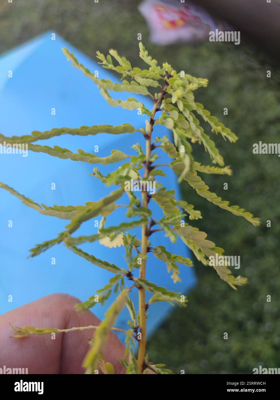 Gale of the Wind (Phyllanthus amarus), Plantae, British Indian Ocean ...