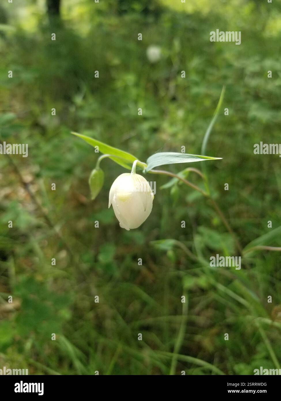 White Globe Lily (Calochortus albus), Plantae, Ojai, CA 93023, USA ...