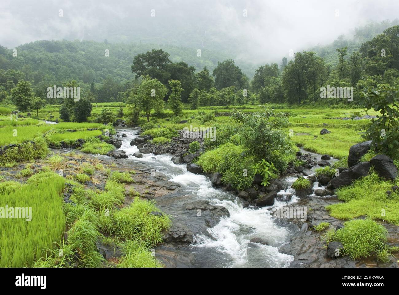 Malshej landscape in monsoon rivulets running down merging into river ...