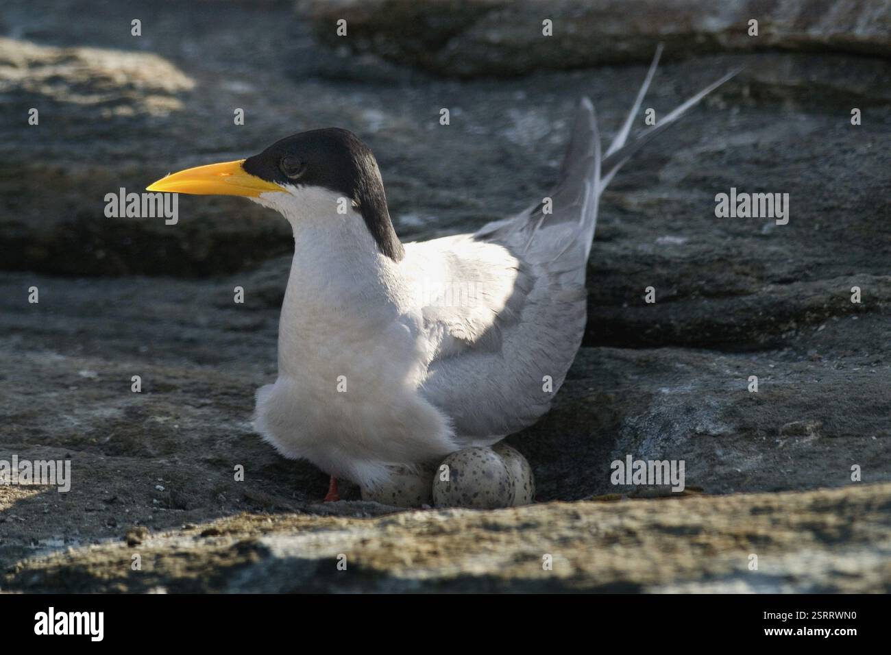 Indian River tern Sterna aurantia guarding eggs Ranganathitto Mysore ...
