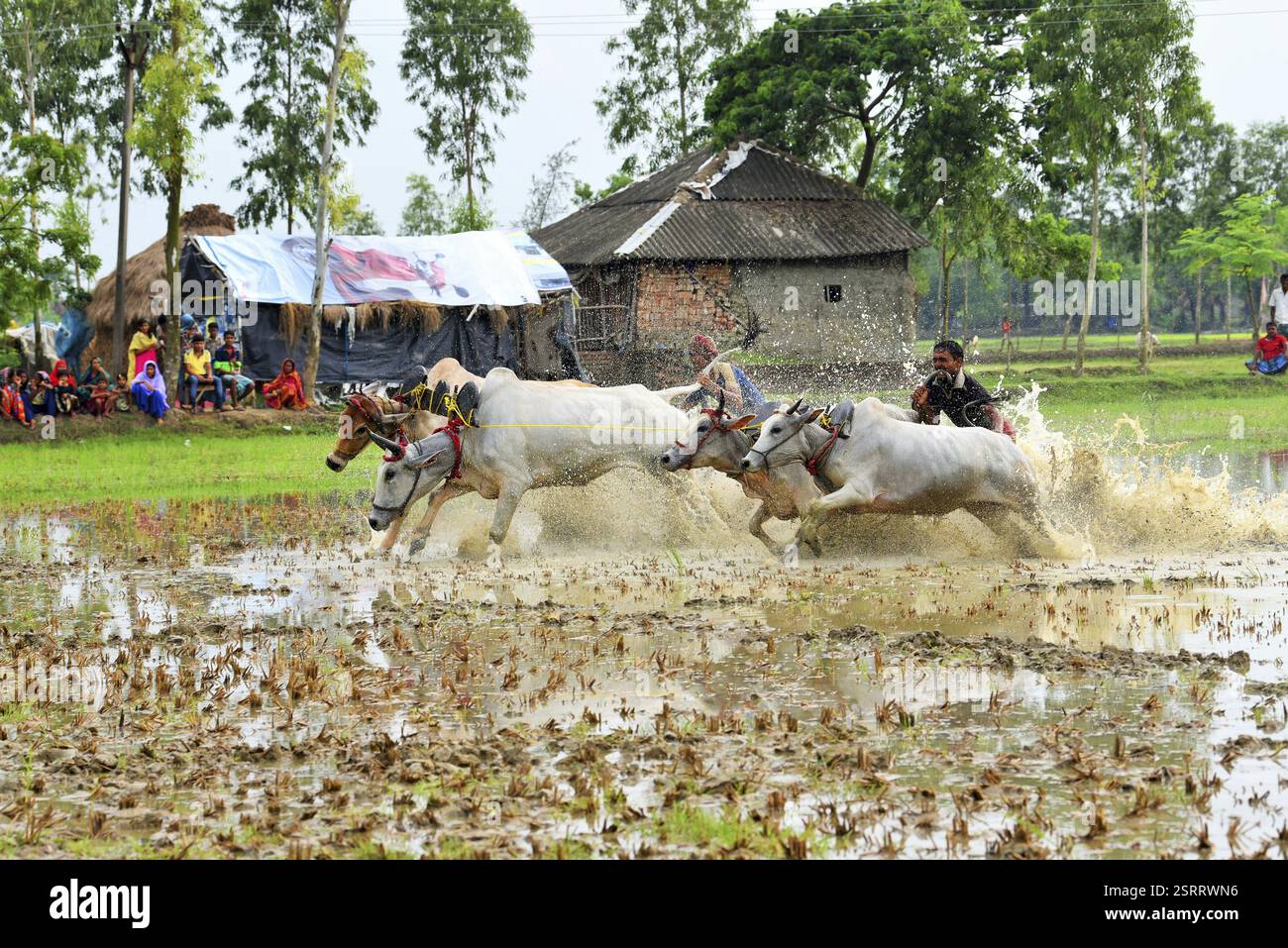 Moichara cattle race festival Herobhanga village, Canning railway ...