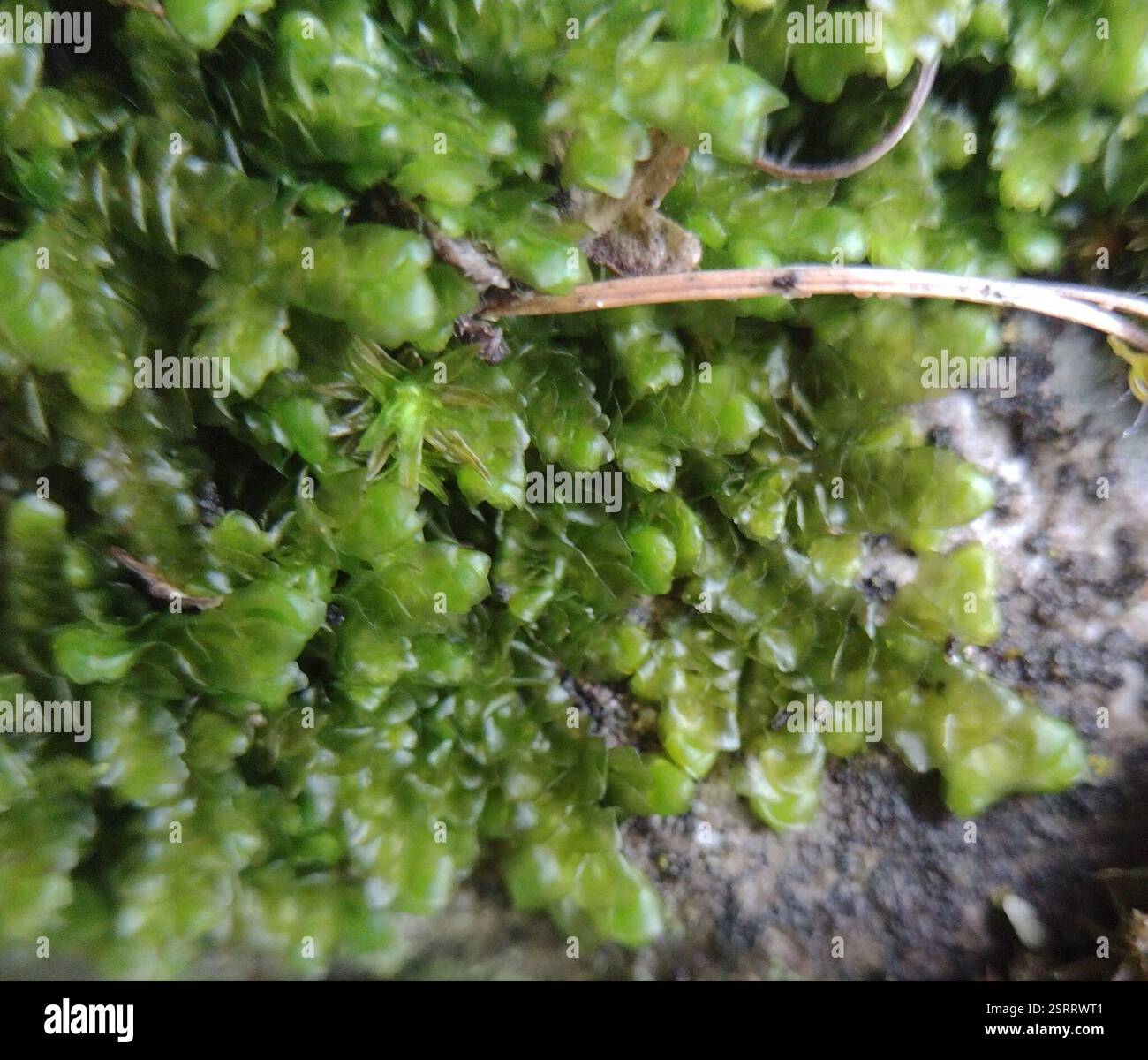 Cliff Scalewort (Porella cordaeana), Plantae, Powiat zawierciański ...