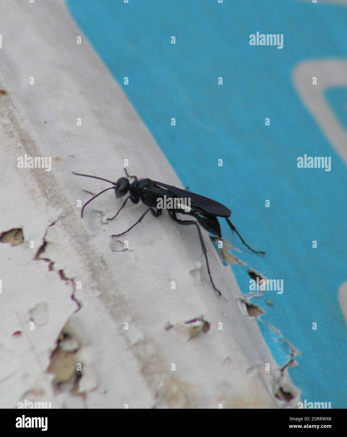 Blue Mud-dauber Wasps (Chalybion), Insecta, 5896 State Hwy 199 Stock ...