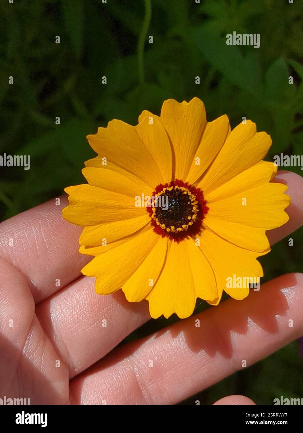 Golden Wave Tickseed (Coreopsis basalis), Plantae, Texas, US Stock ...