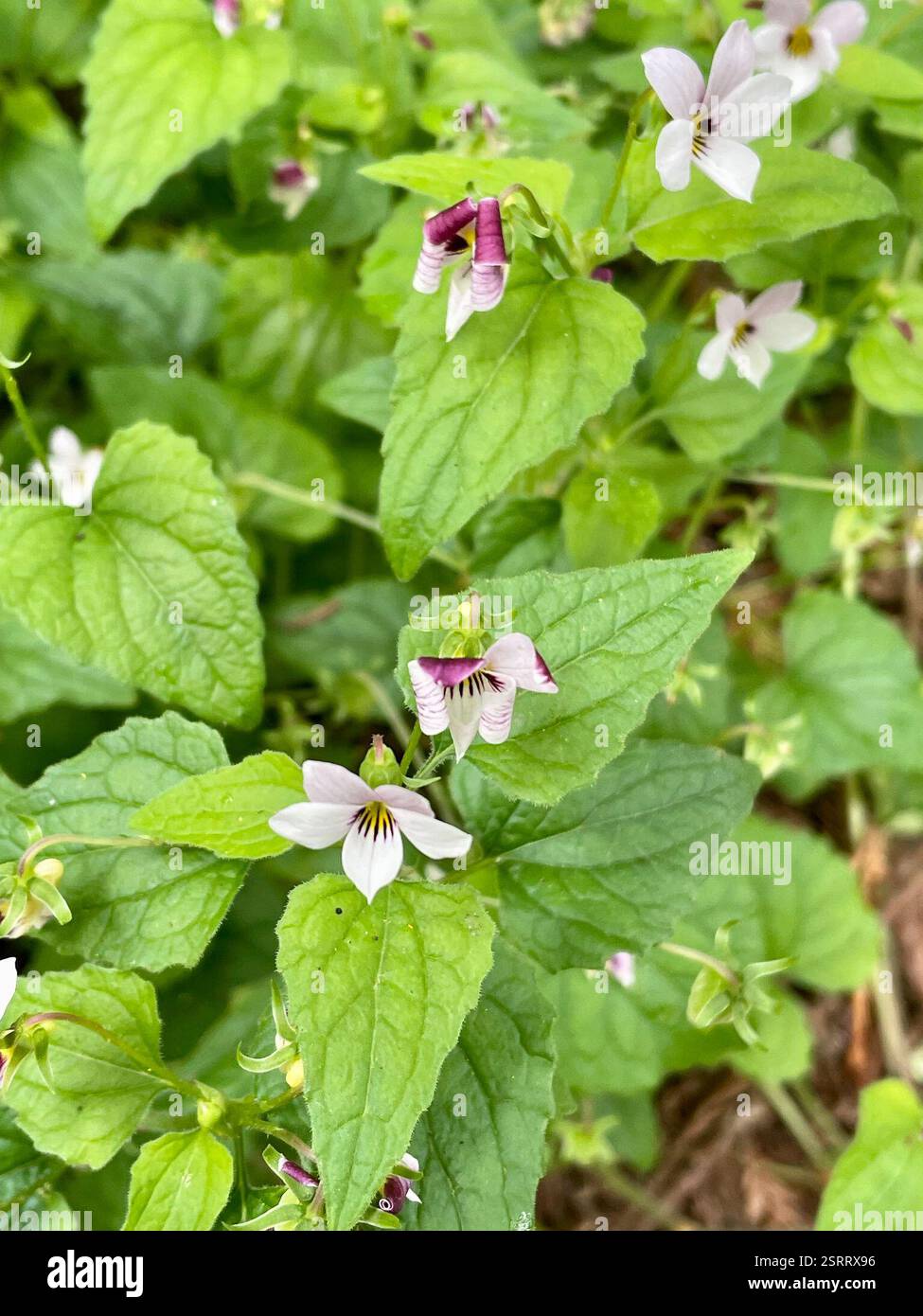 western heart's ease (Viola ocellata), Plantae, The Forest of Nisene ...