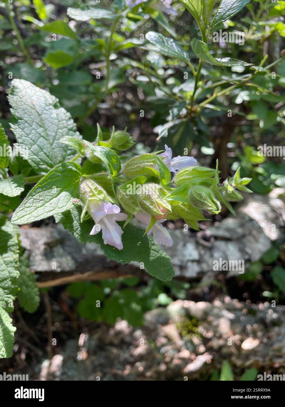 California Pitcher Sage (Lepechinia calycina), Plantae, Pfeiffer Big ...