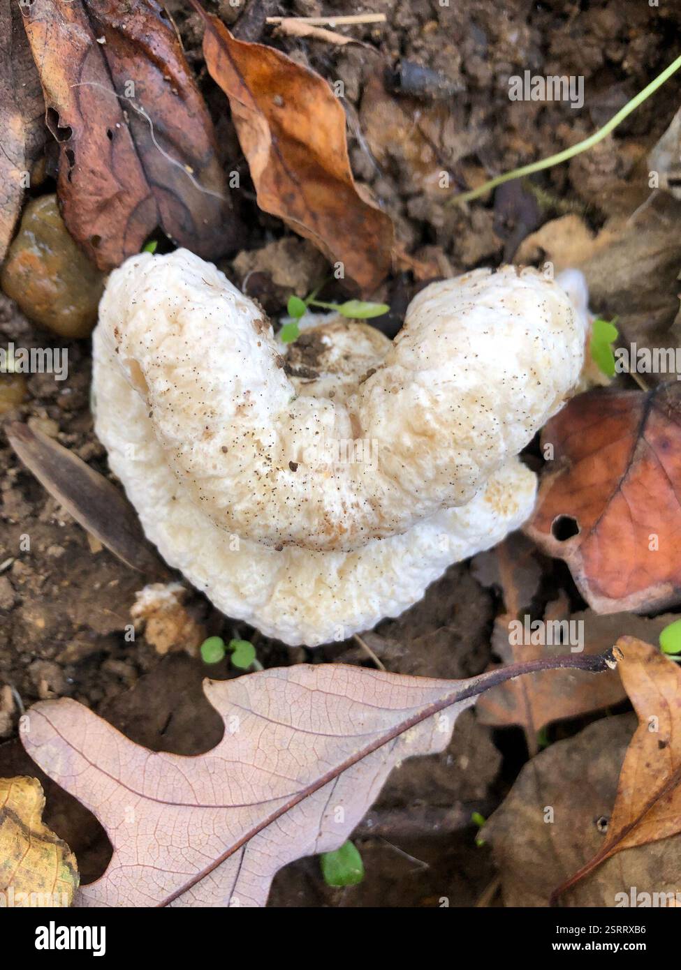 Fungi Including Lichens (Fungi), Fungi, Fort Foote Park, National ...
